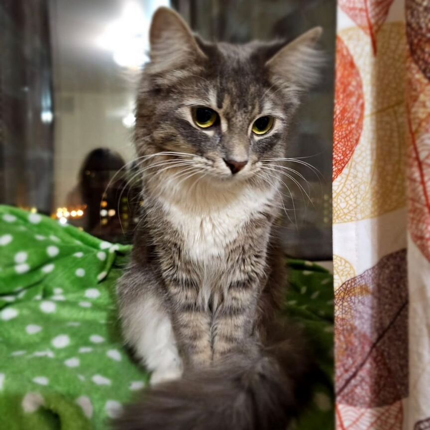 Кошка