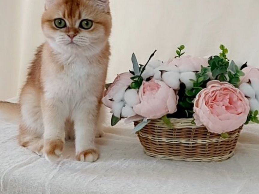 Британочка ny 12