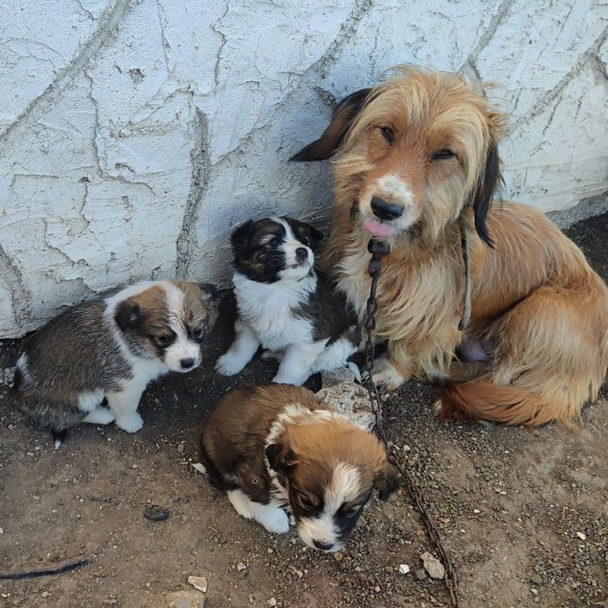 Отдам бесплатно щенята