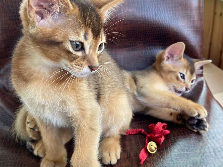 Абиссинская