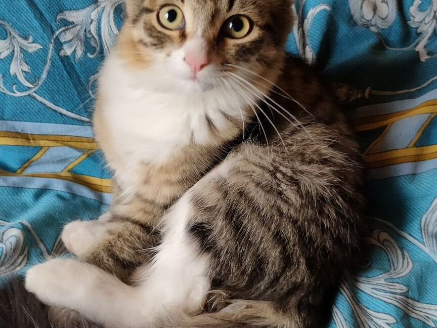 Котик Васенька