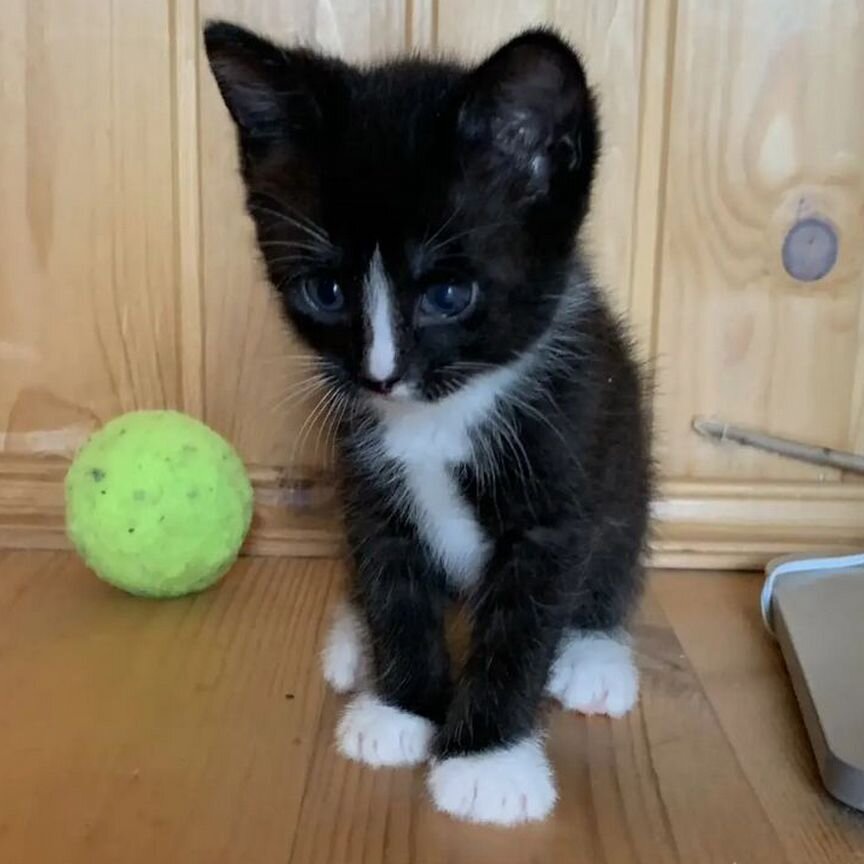 Котёнок в добрые руки