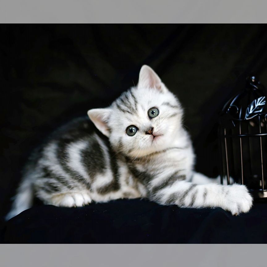 Шотландский прямоухий короткошёрстный котёнок