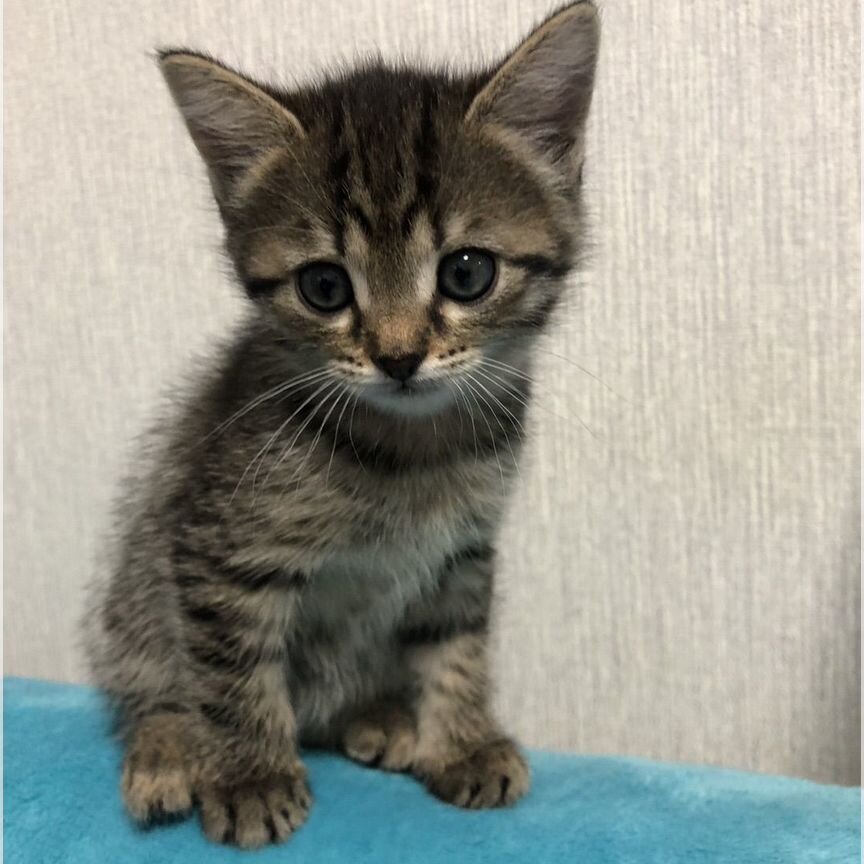 Шотландский вислоухий длинношёрстный котёнок