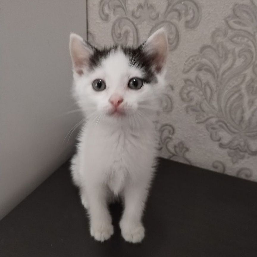 Бесплатно отдам котика