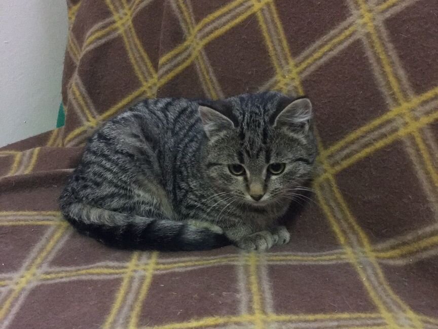 Котята ищут дом
