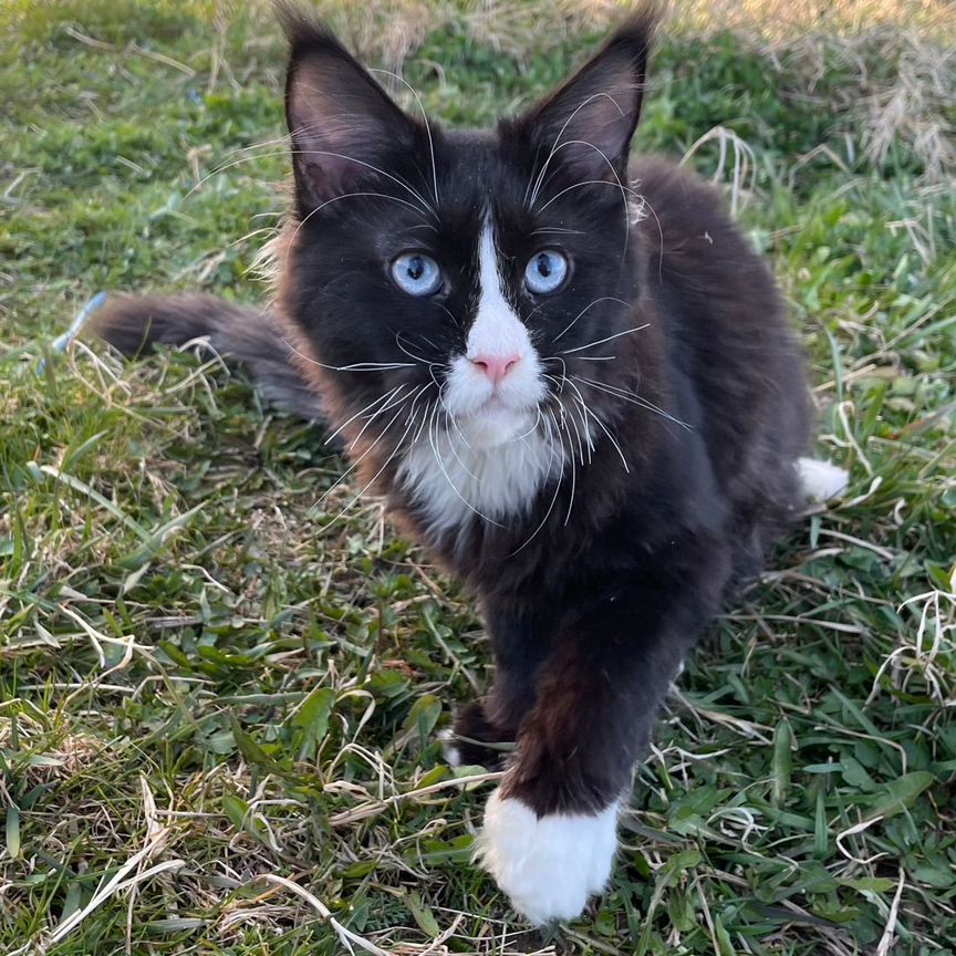 Мейн-кун котёнок