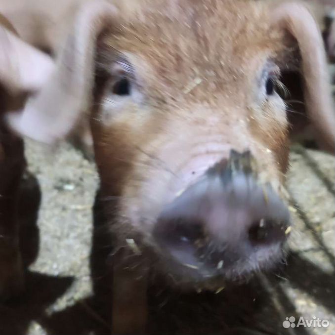 Поросята дюрок