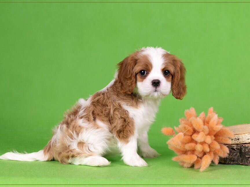 Кавалер кинг чарльз спаниель щенок девочка