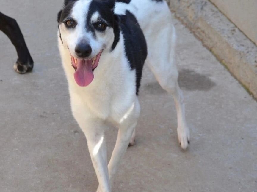 Бимка ищет любящих хозяев