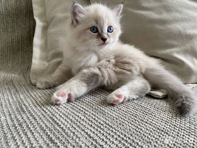 Котята Невская Маскарадная