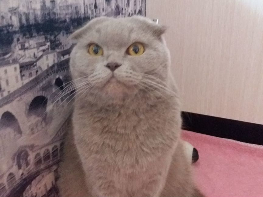 Ищем британца на вязку