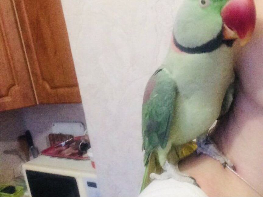 Александрийский попугай