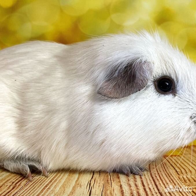 Морские свинки самцы (породы разные)