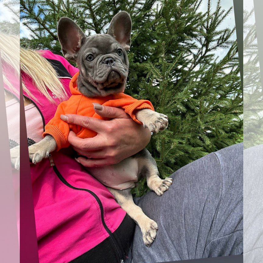 Французский бульдог, щенок