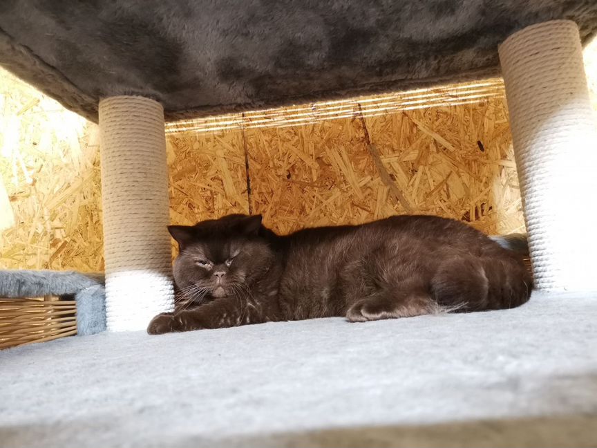 Кошка шоколадная, британская