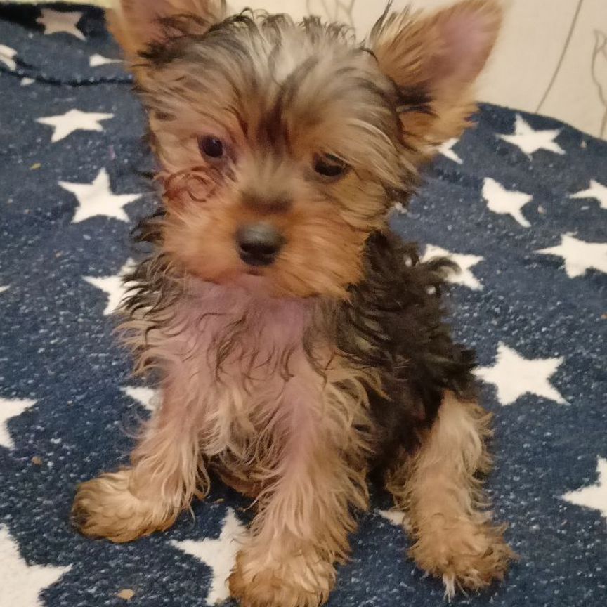 Йоркширский терьер, щенок