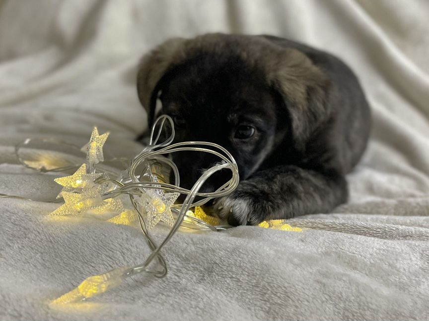 Щенок в добрые руки бесплатно