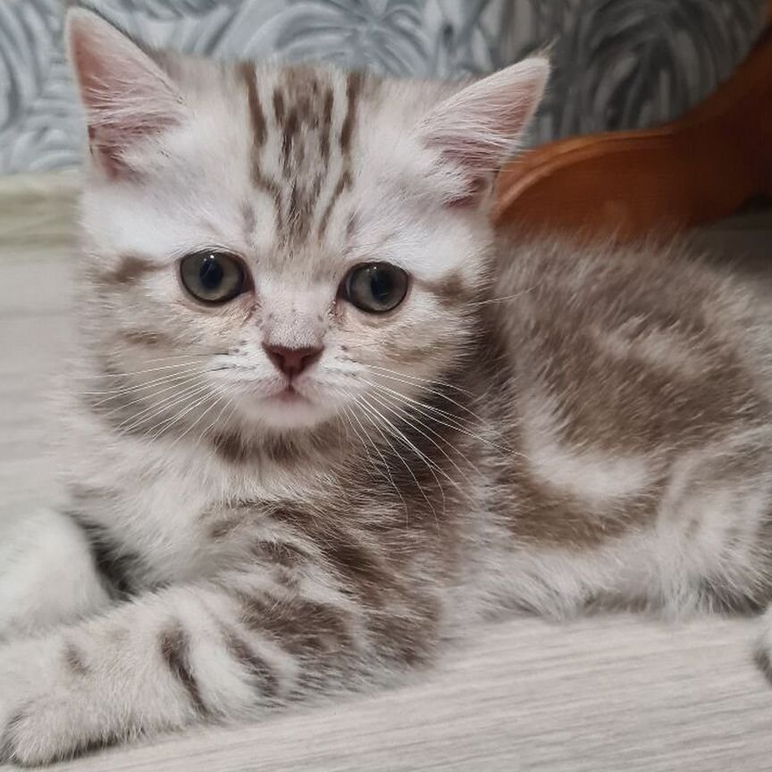Британские котята