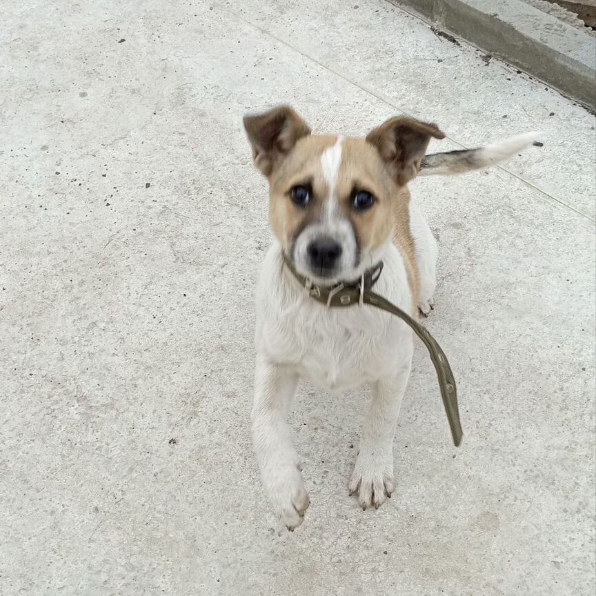 Собака в добрые руки