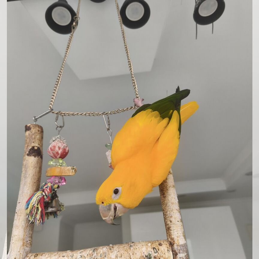 Попугай аратинга