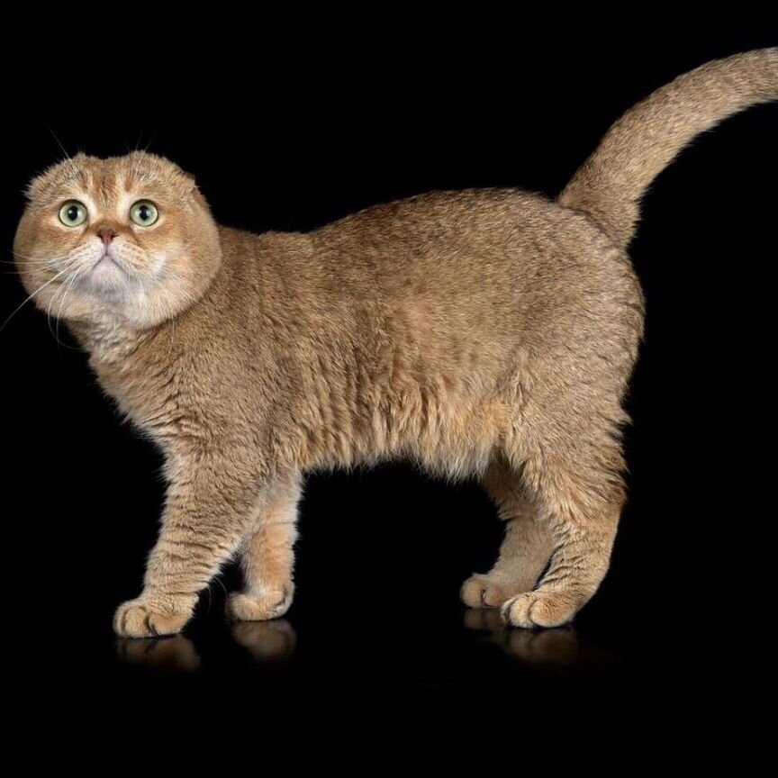 Шотландский кот