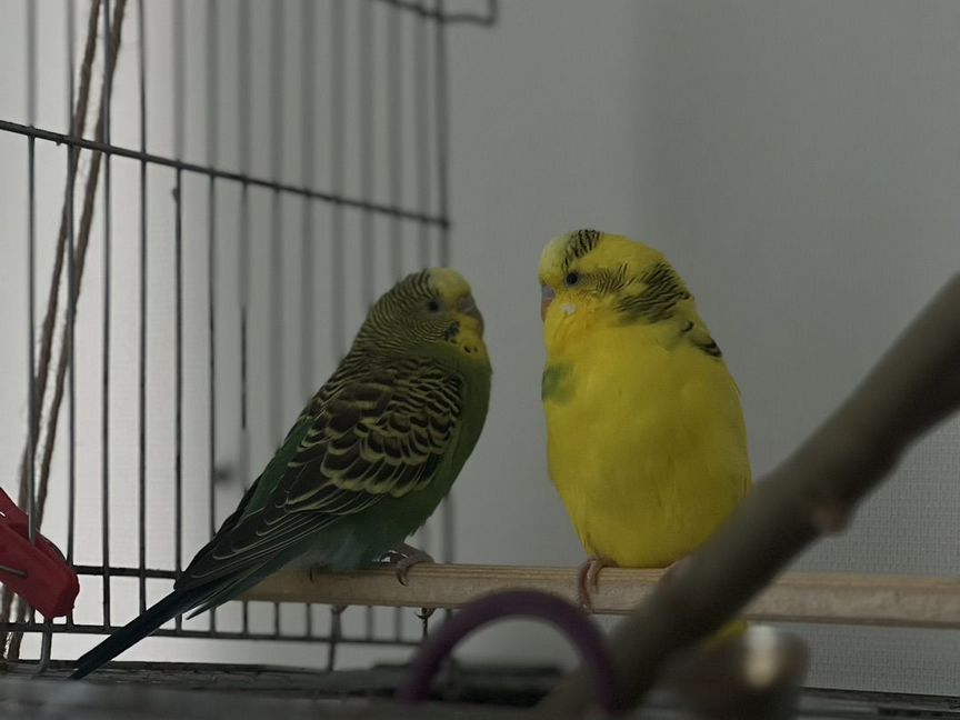 Пара волнистых попугаев в добрые руки