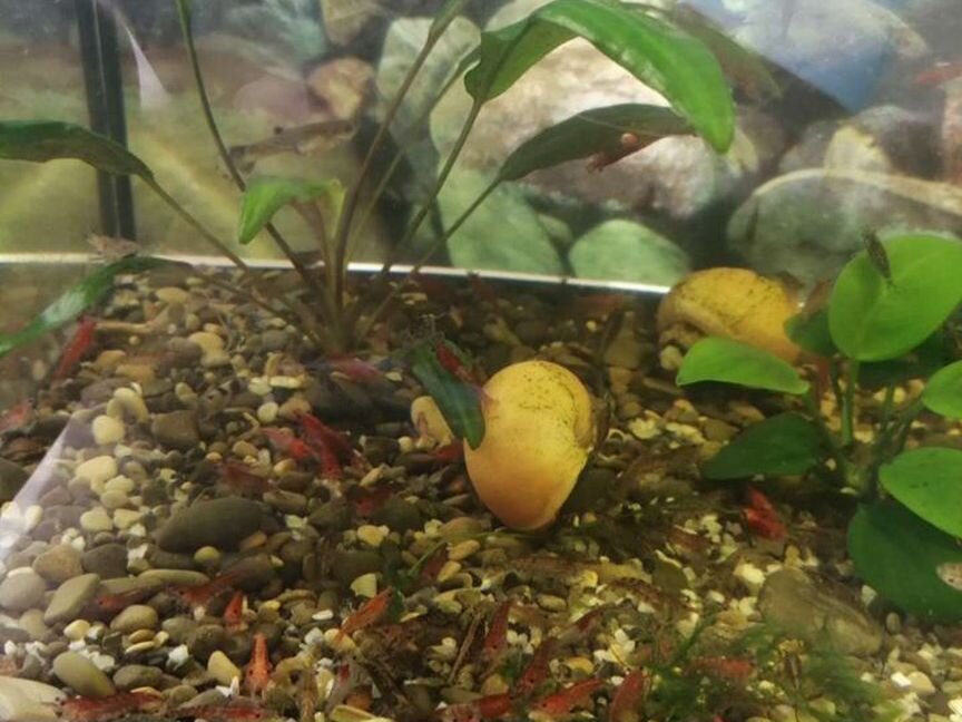 Аквариумные креветки