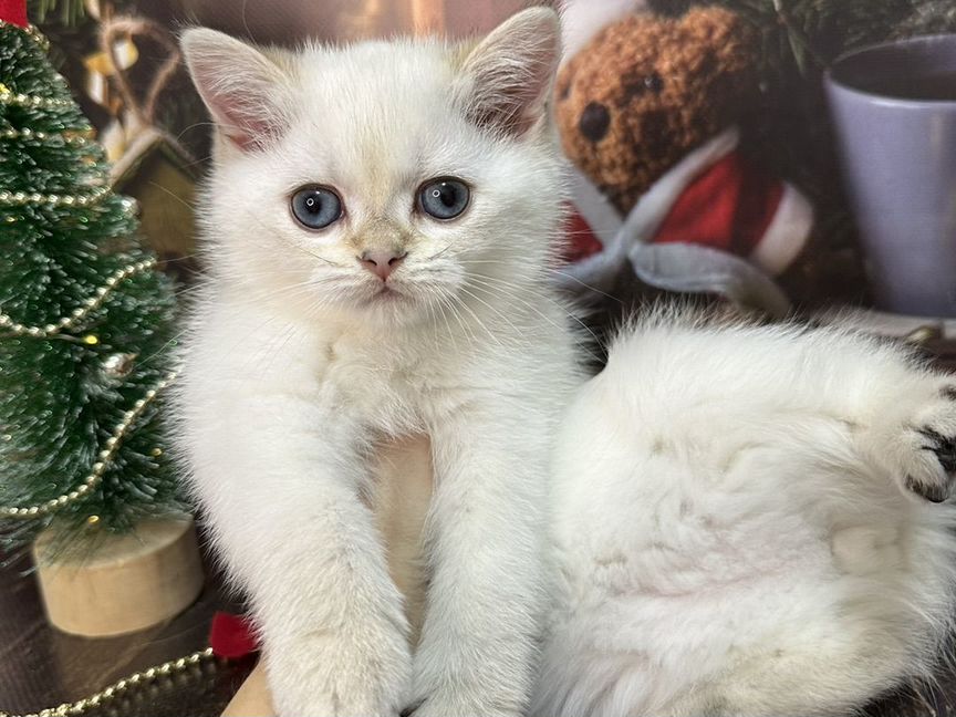 Шотландский котенок Золотая шиншилла