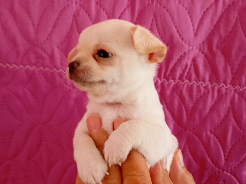 Чихуахуа - разноцветные горошки