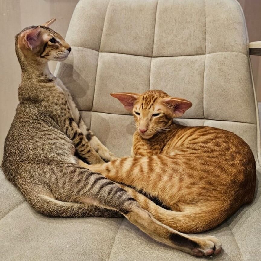 Ориентальные котята экстрим
