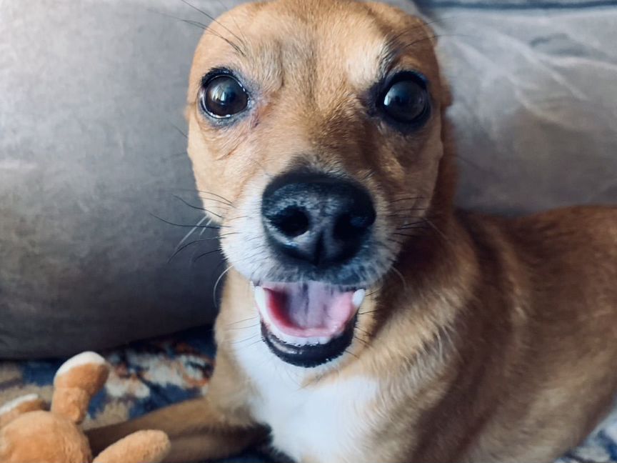 Той-терьер на спаривание