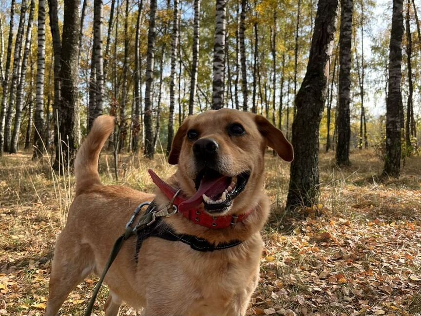 Замечательная собака ищет дом