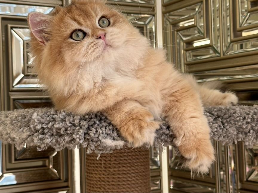 Британская золотая шиншилла кот ny 12