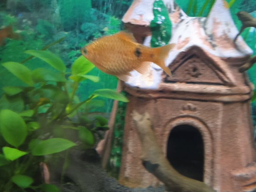 4 огненных барбуса в добрые руки