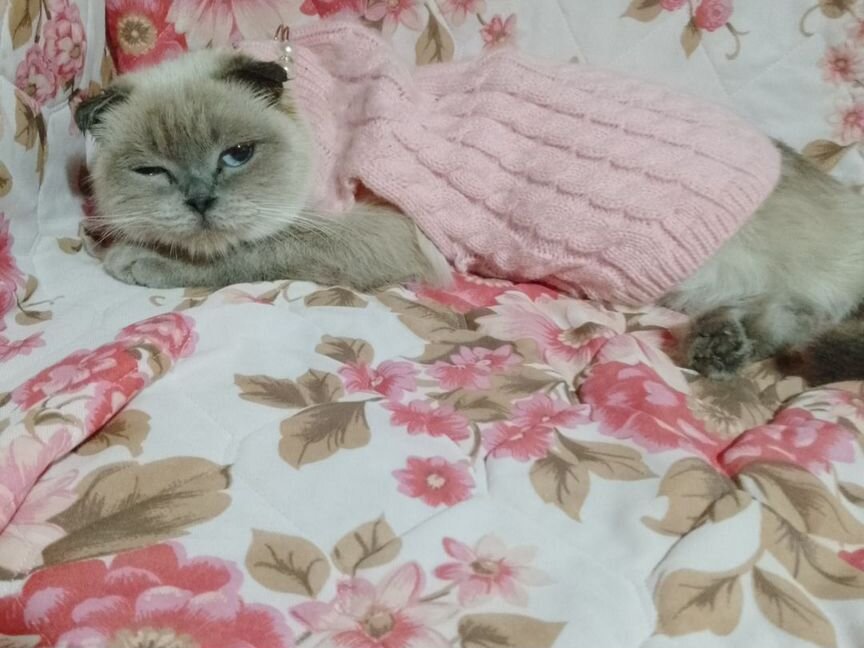 Кошка шотландская