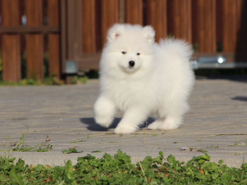 Белоснежная красота Самоедская собака