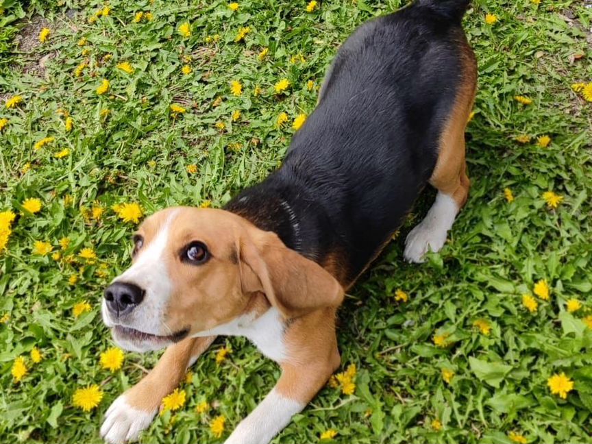 Собаки щенки бигль