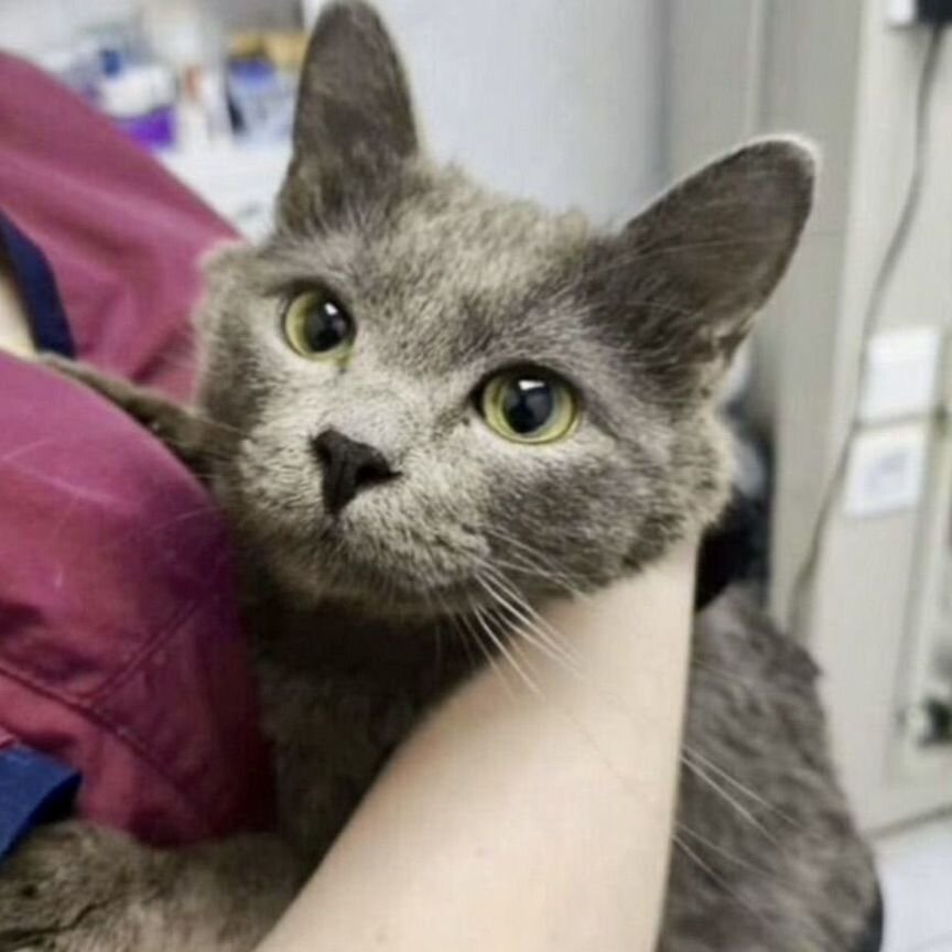 Кошки в добрые руки