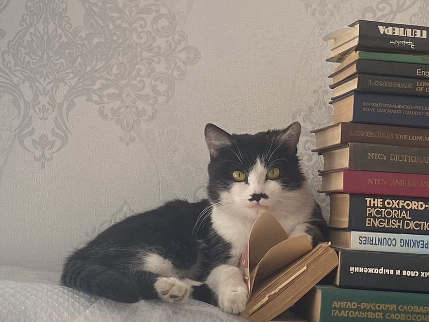 Кот на вязку, опытный