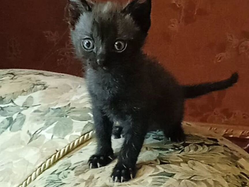 Подарю котика на счастье