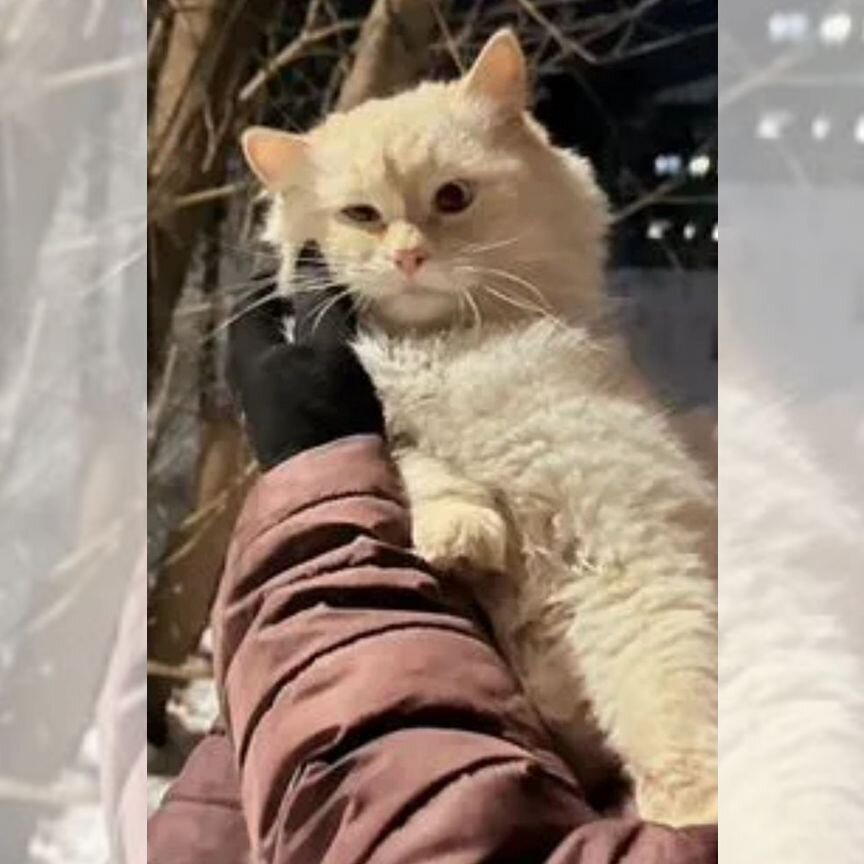 Взрослый кот в добрые руки