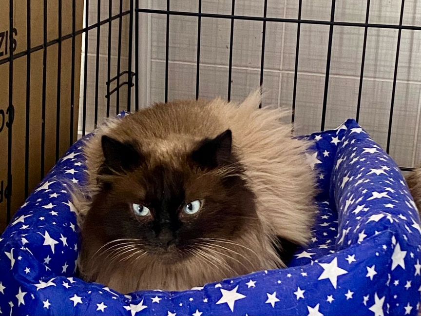 Котик в добрые руки