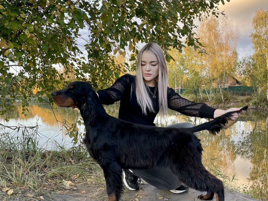 Сеттер гордон
