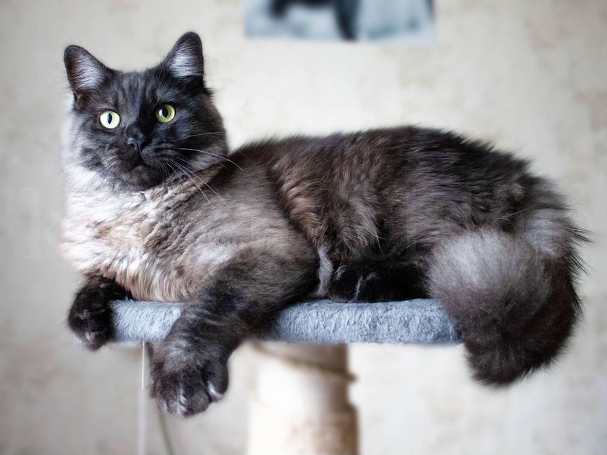 Кот манчкин