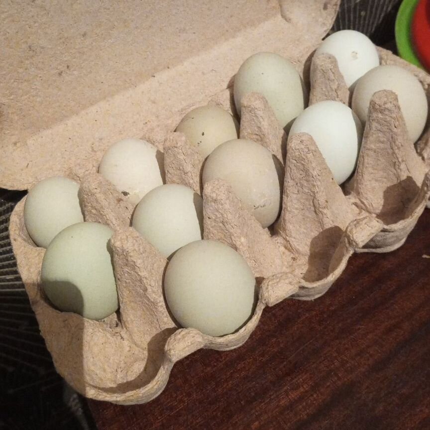 Инкубационное яйцо кур