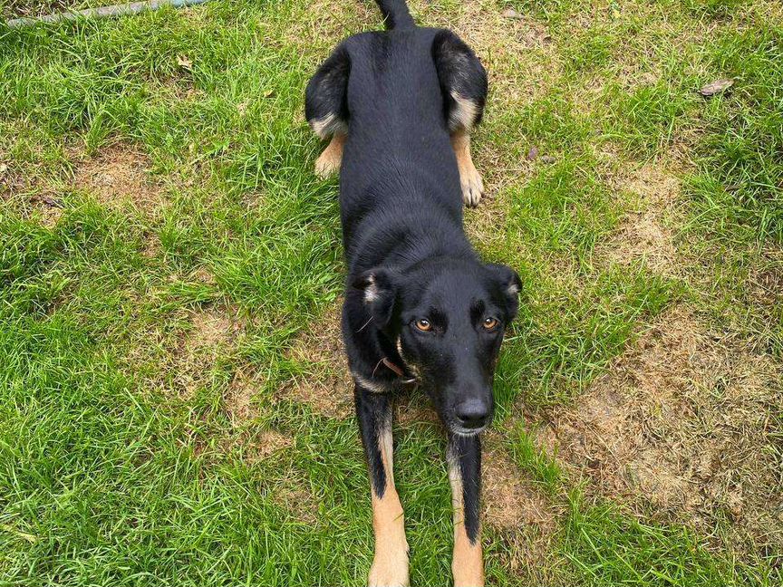 Собака, девочка, 11 мес