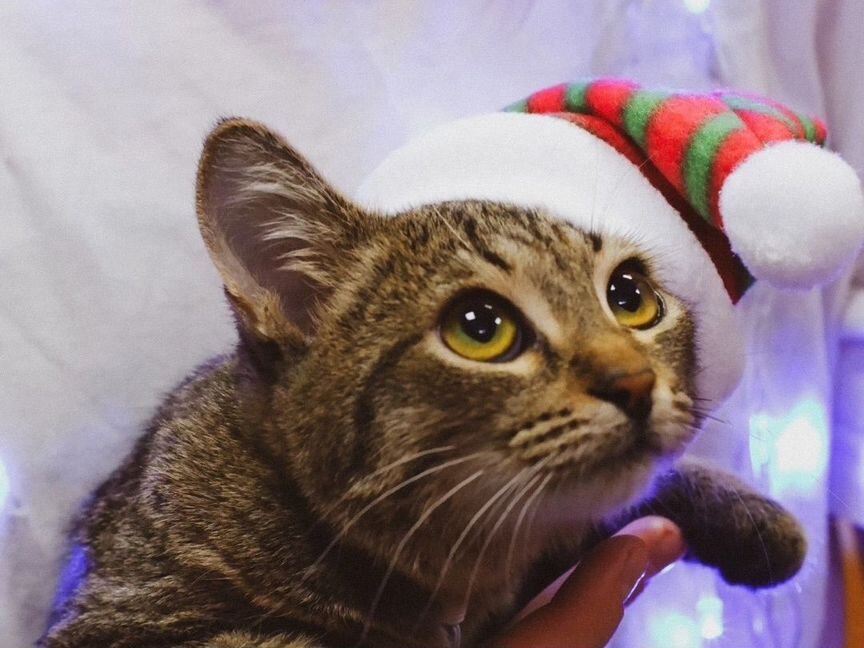 Короткошерстный полосатый котенок ищет дом
