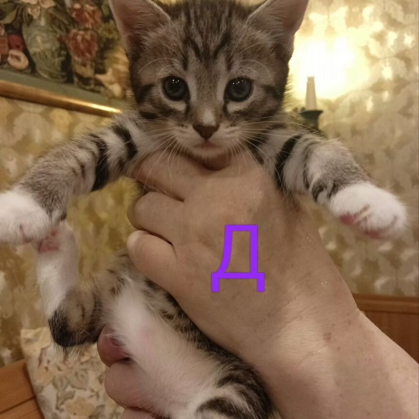 Котята в добрые руки