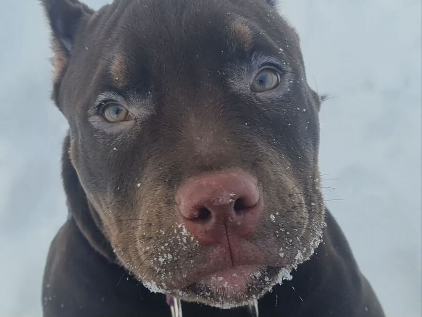 Американский булли